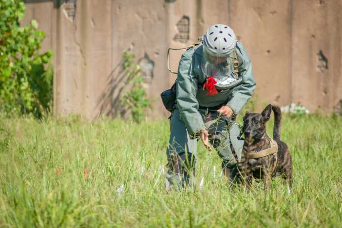 US Army Engineers, dogs learning new tricks in mine detection | DefenceTalk